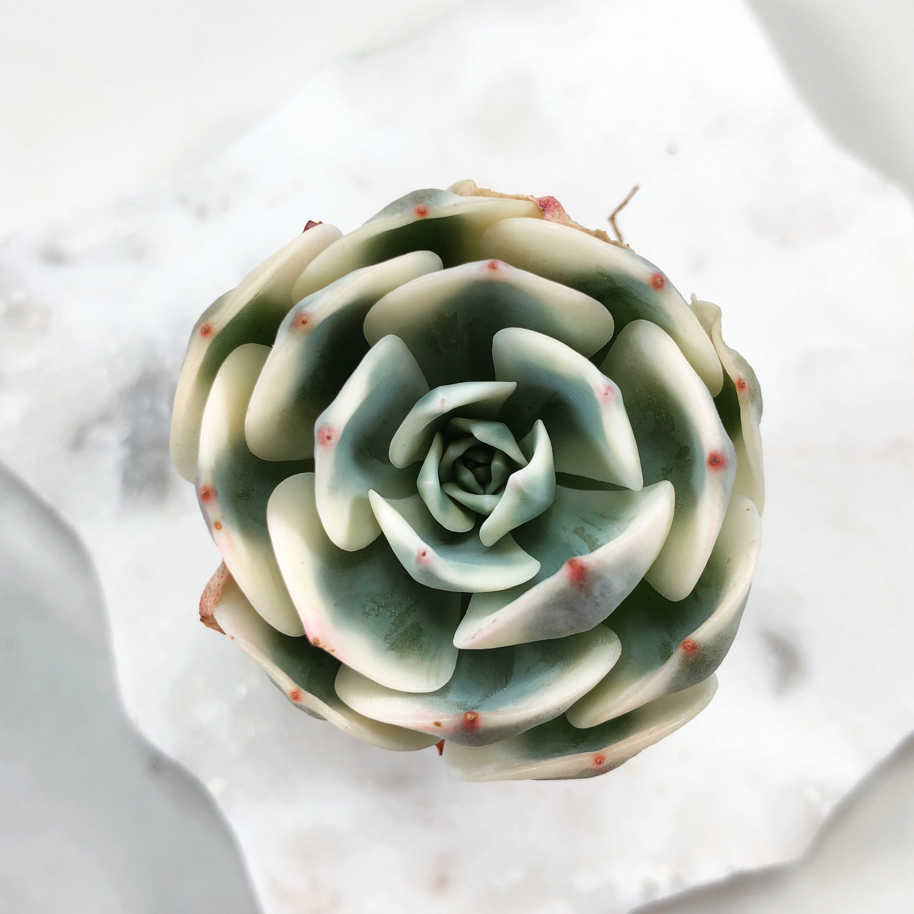 Echeveria Lenore Dean (Compton Carousel) – Cedar Creek Farmhouse