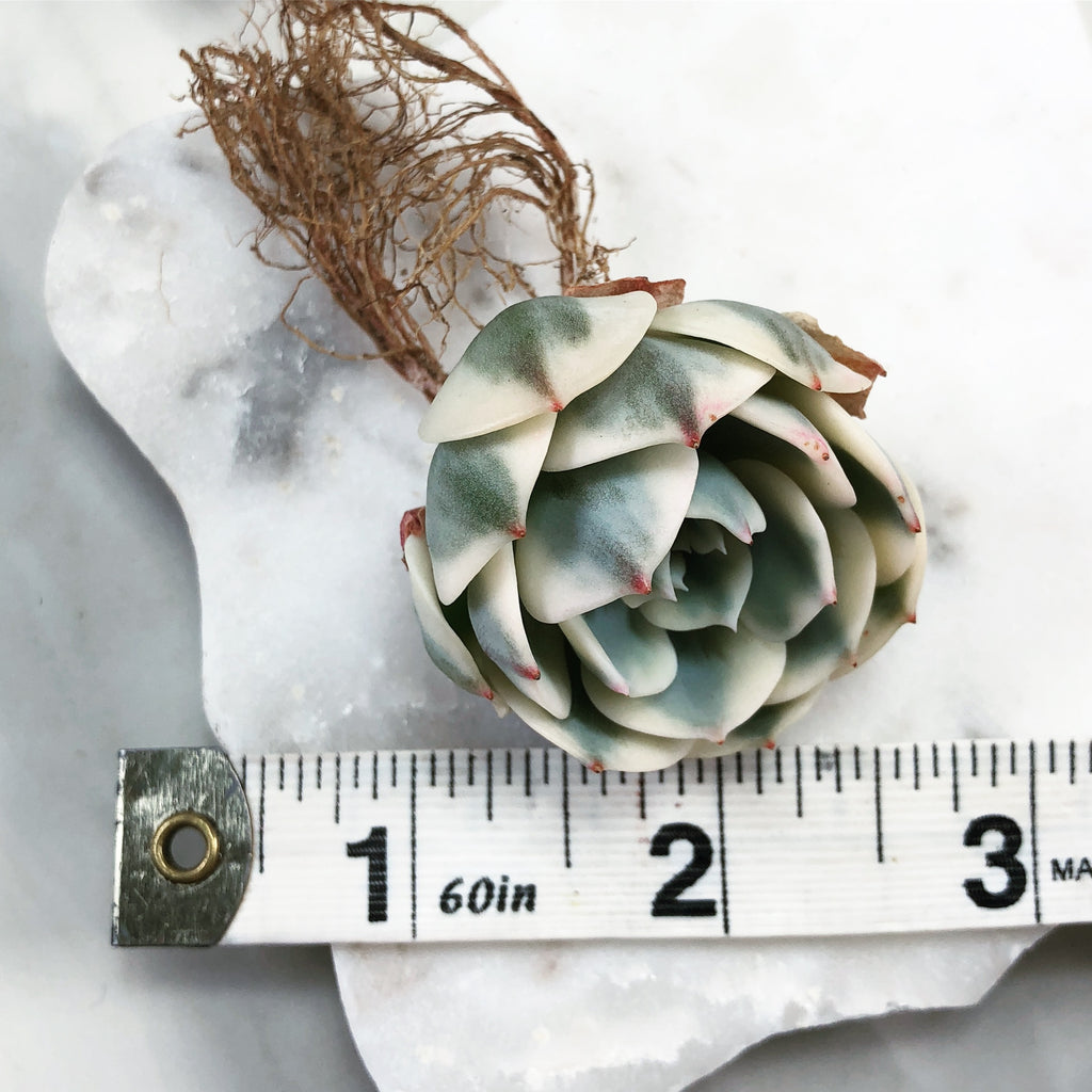 Echeveria Lenore Dean (Compton Carousel) – Cedar Creek Farmhouse