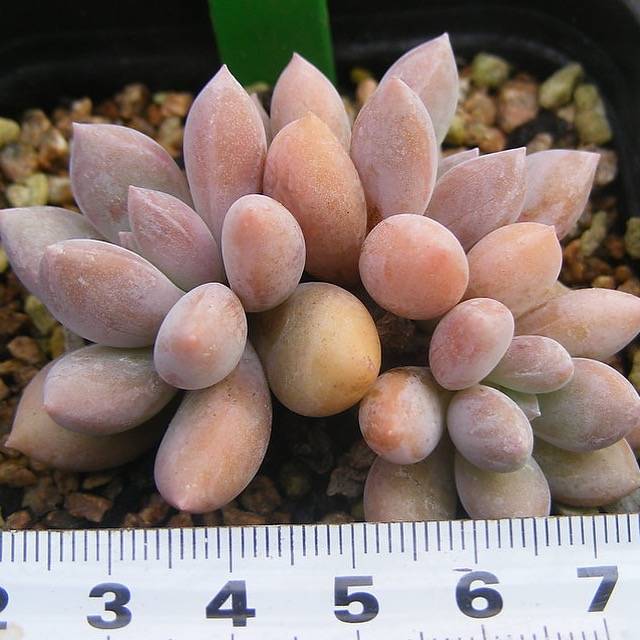 PRESALE Pachyphytum cv Frevel Sp, (Not so Random) – Cedar Creek Farmhouse