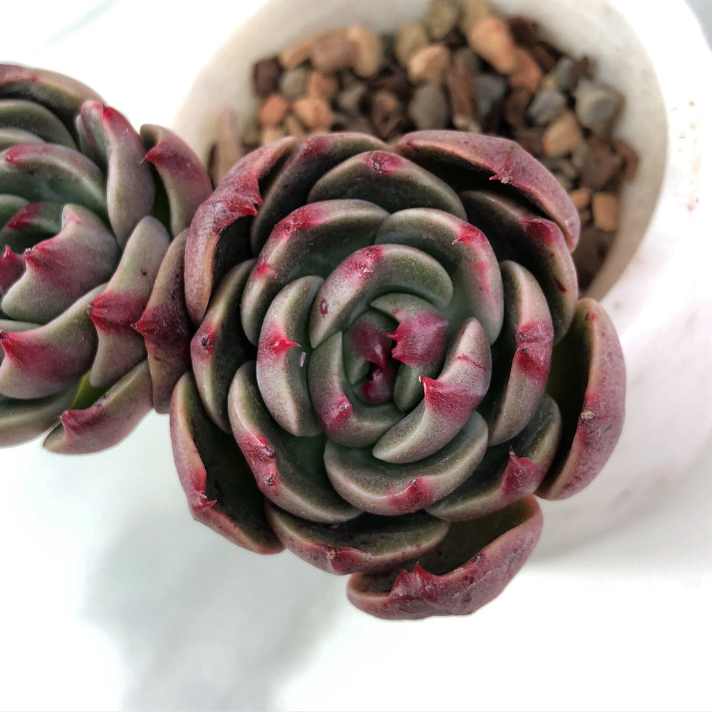 Echeveria Rudolf – Cedar Creek Farmhouse