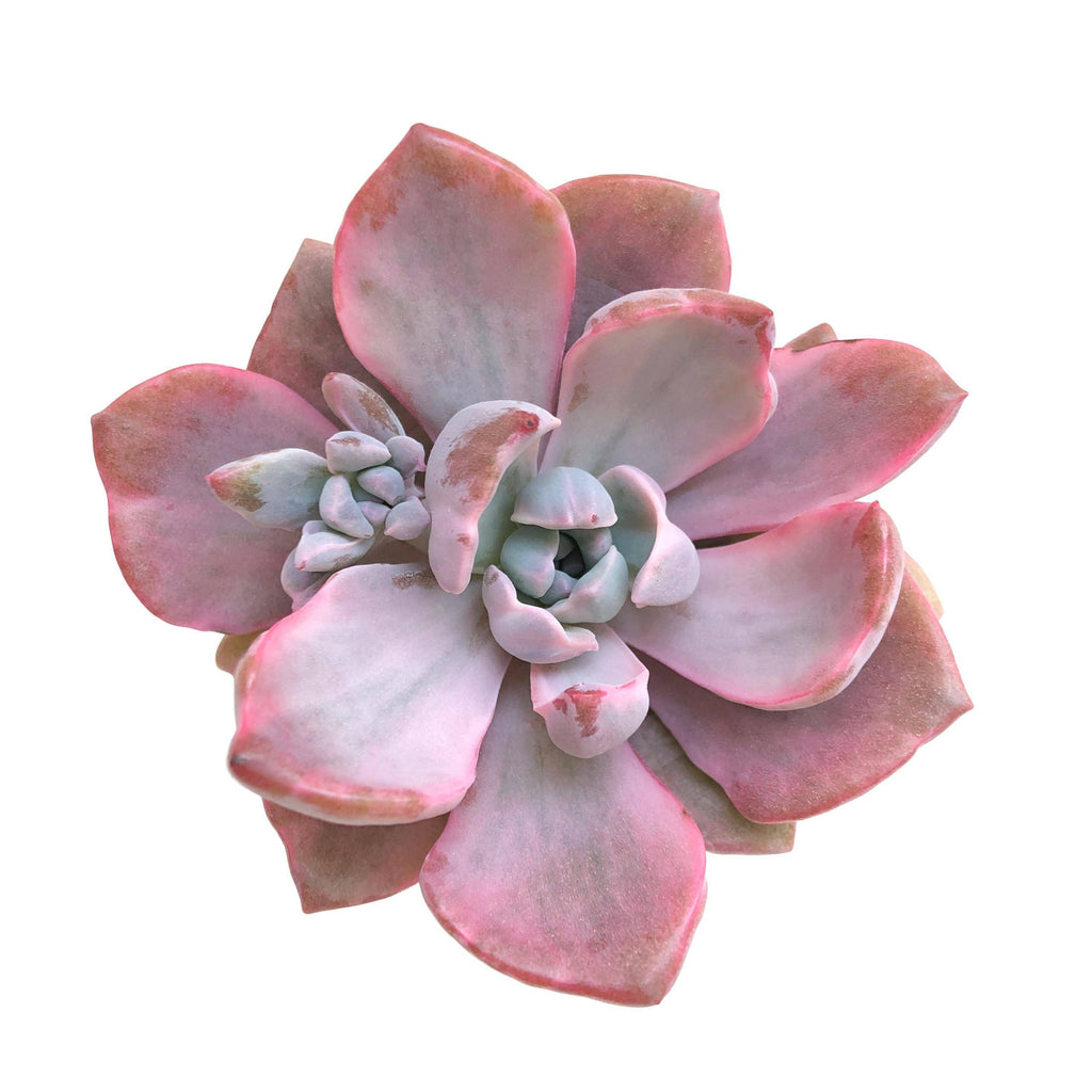 Graptoveria Gypsy, Variegata – Cedar Creek Farmhouse
