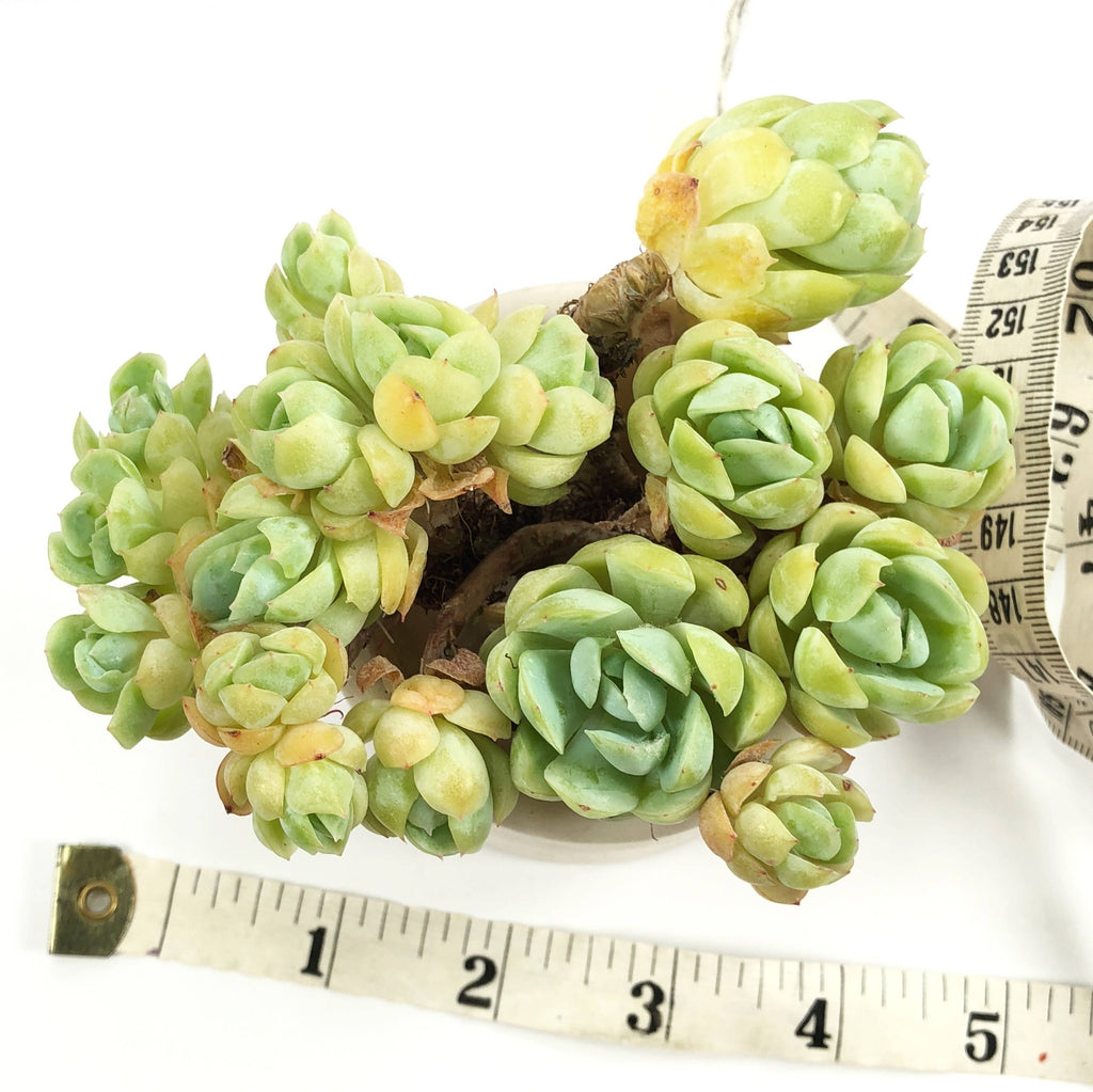Echeveria Lemon Berry, (Cluster) – Cedar Creek Farmhouse