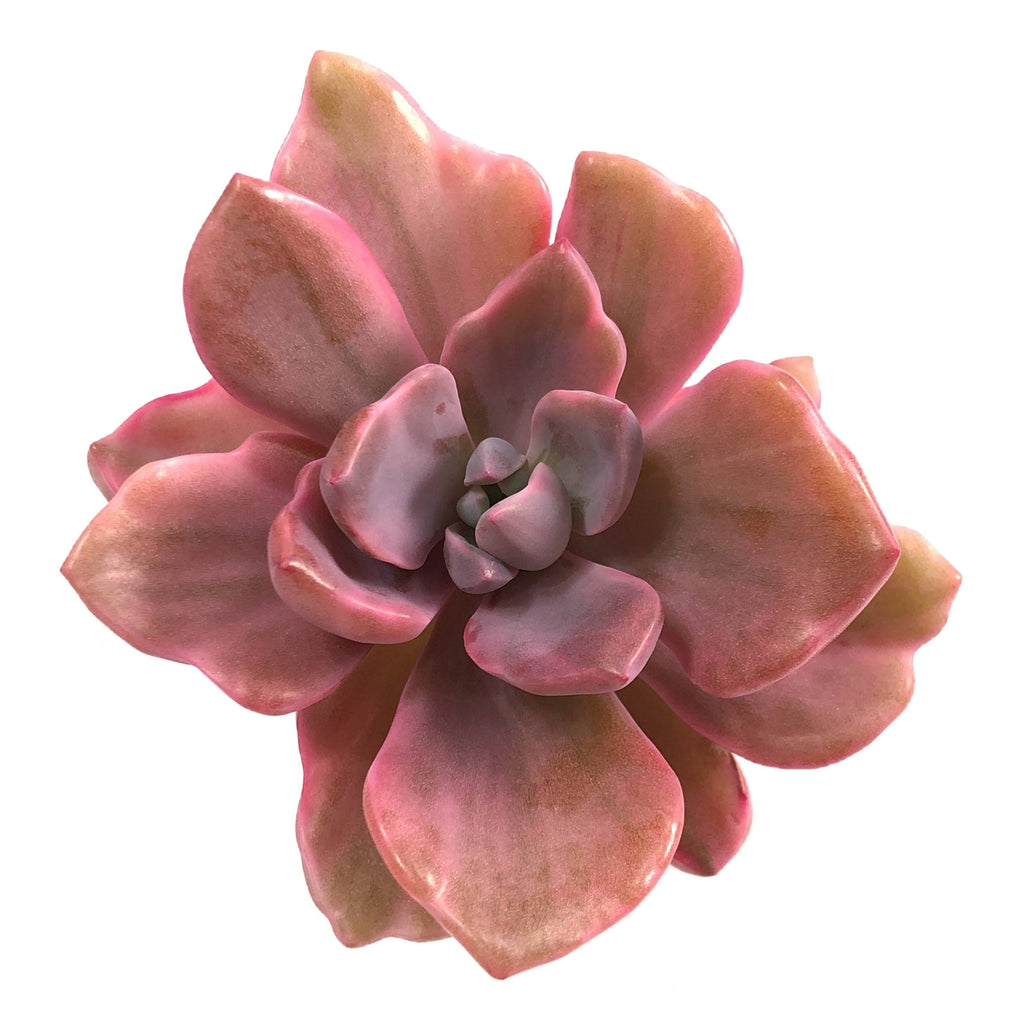 Graptoveria Gypsy, Variegata – Cedar Creek Farmhouse
