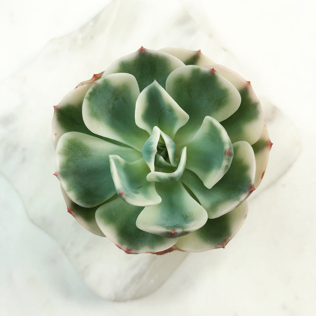 Echeveria Lenore Dean (Compton Carousel) – Cedar Creek Farmhouse