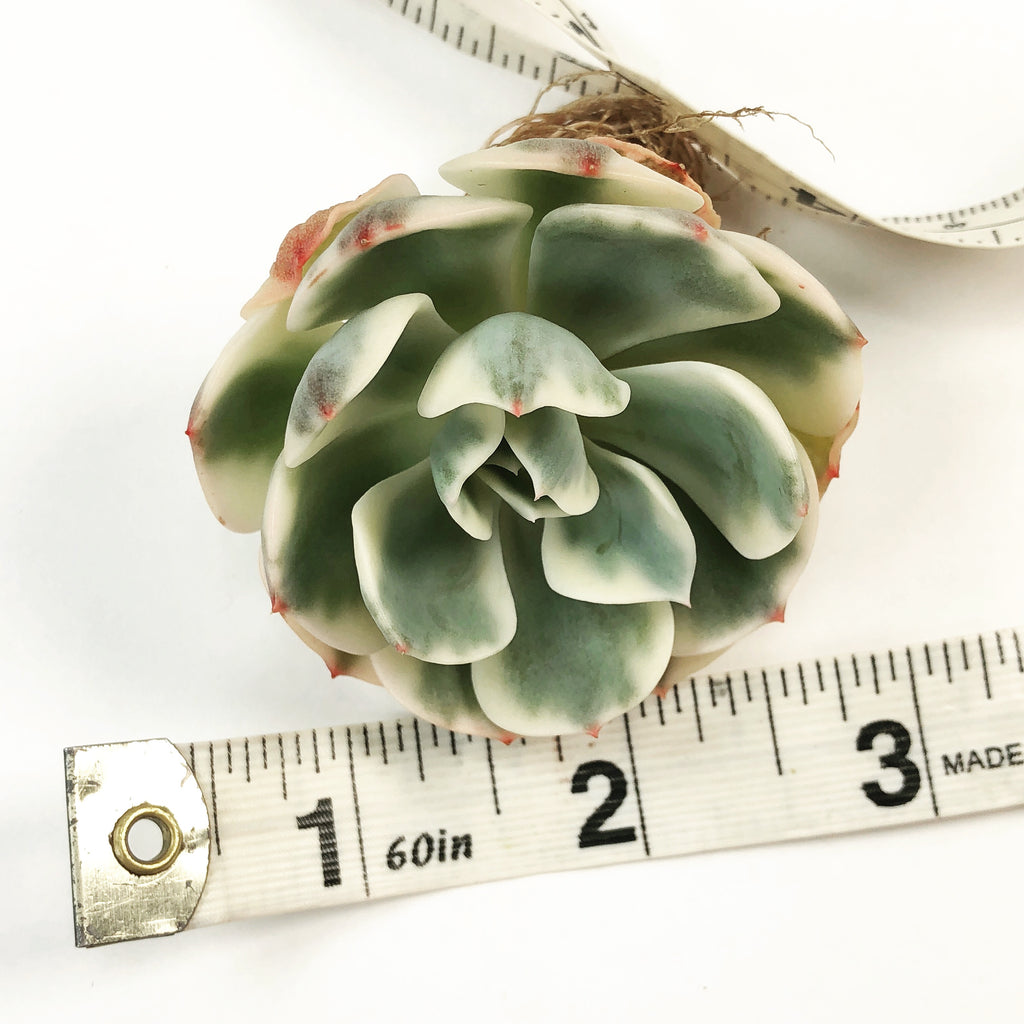 Echeveria Lenore Dean (Compton Carousel) – Cedar Creek Farmhouse
