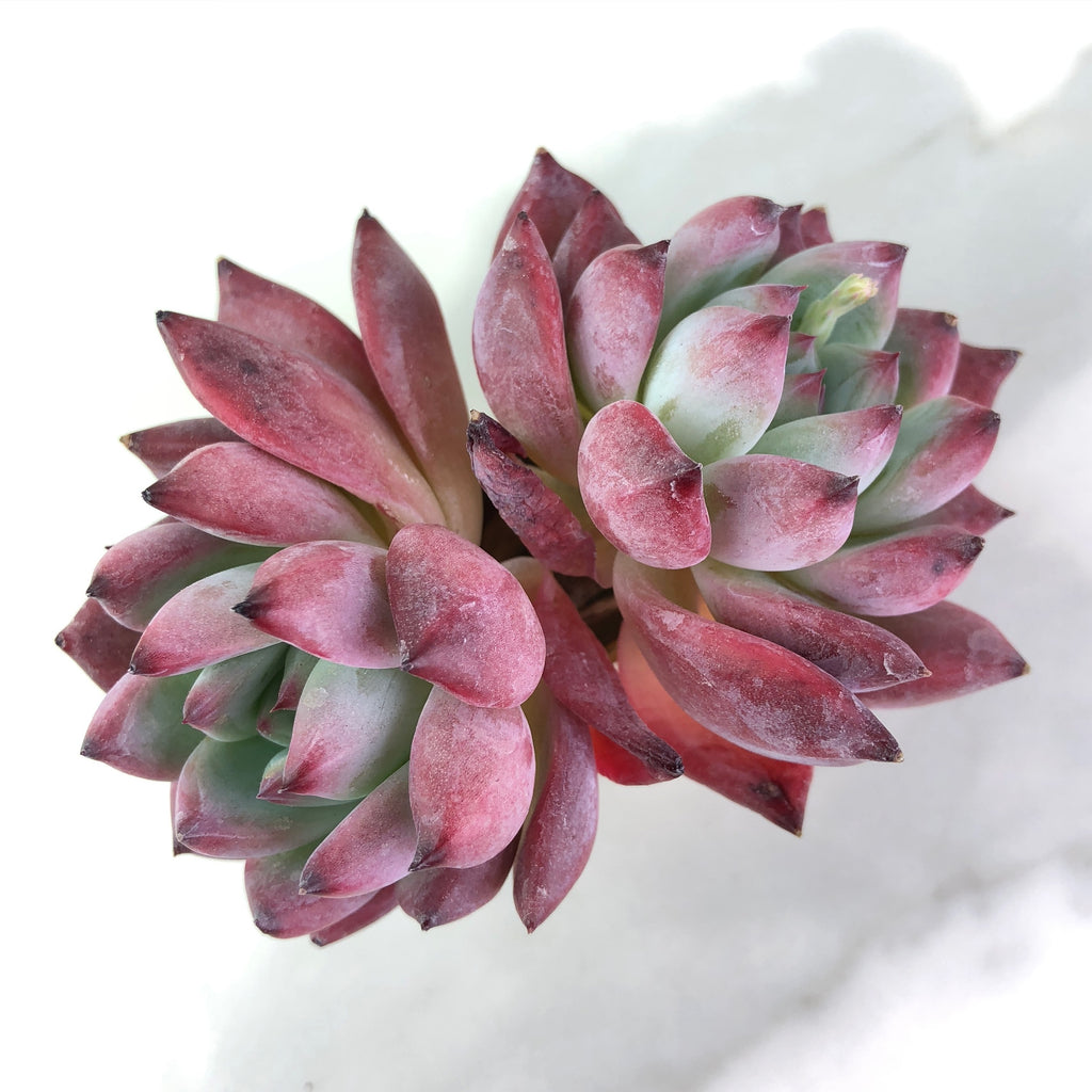 Echeveria Ratam – Cedar Creek Farmhouse