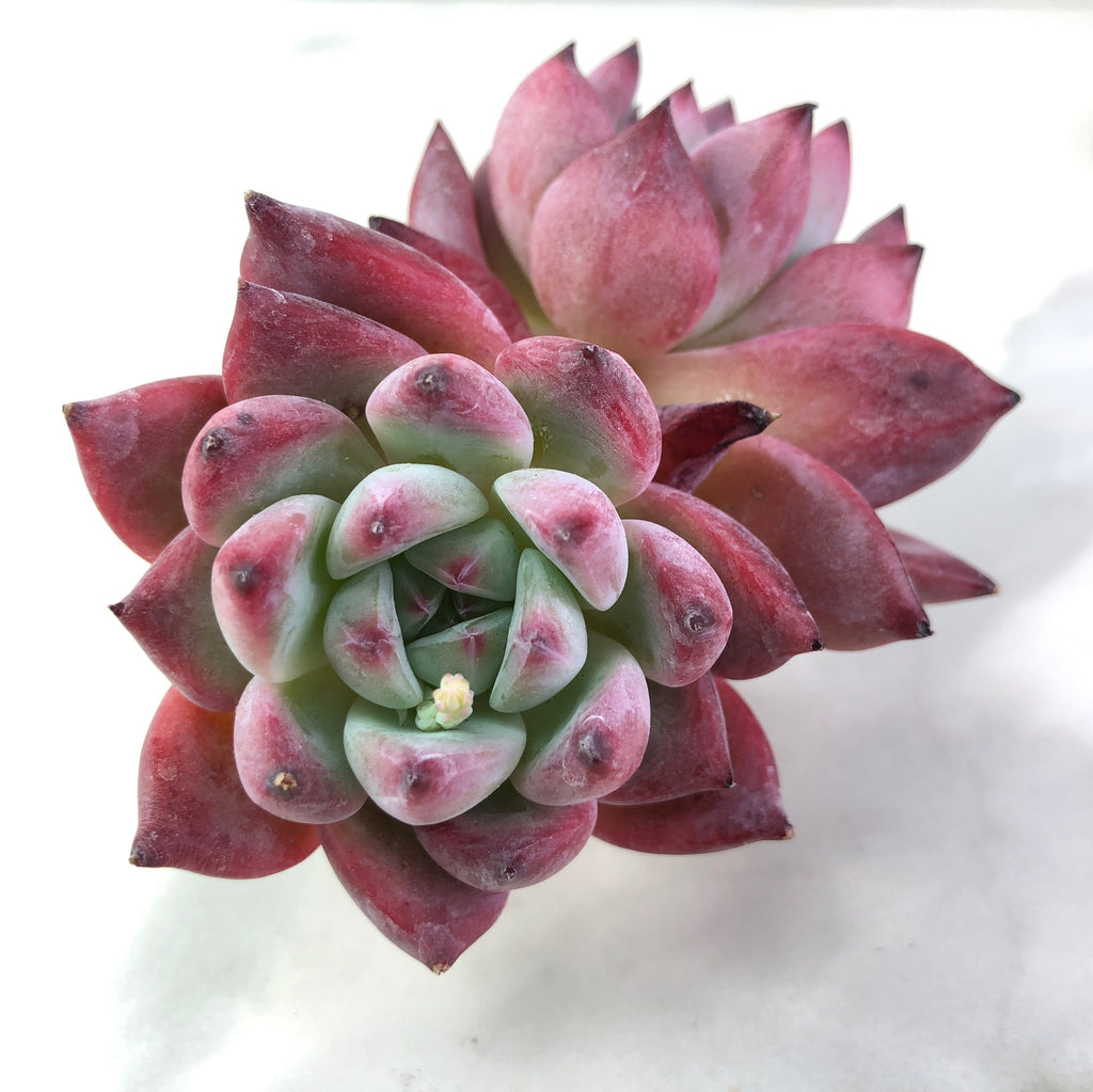 Echeveria Ratam – Cedar Creek Farmhouse
