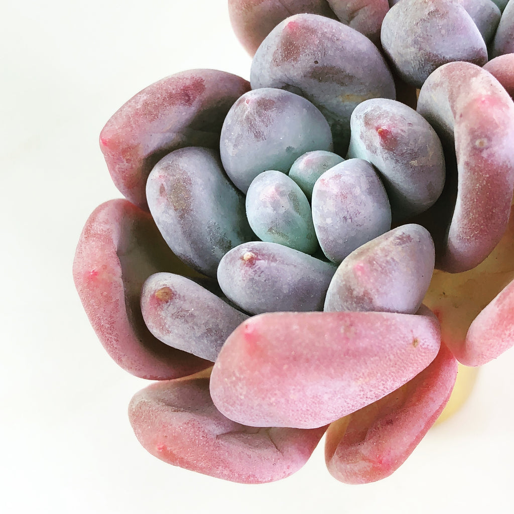 Pachyphytum cv. Frevel – Cedar Creek Farmhouse