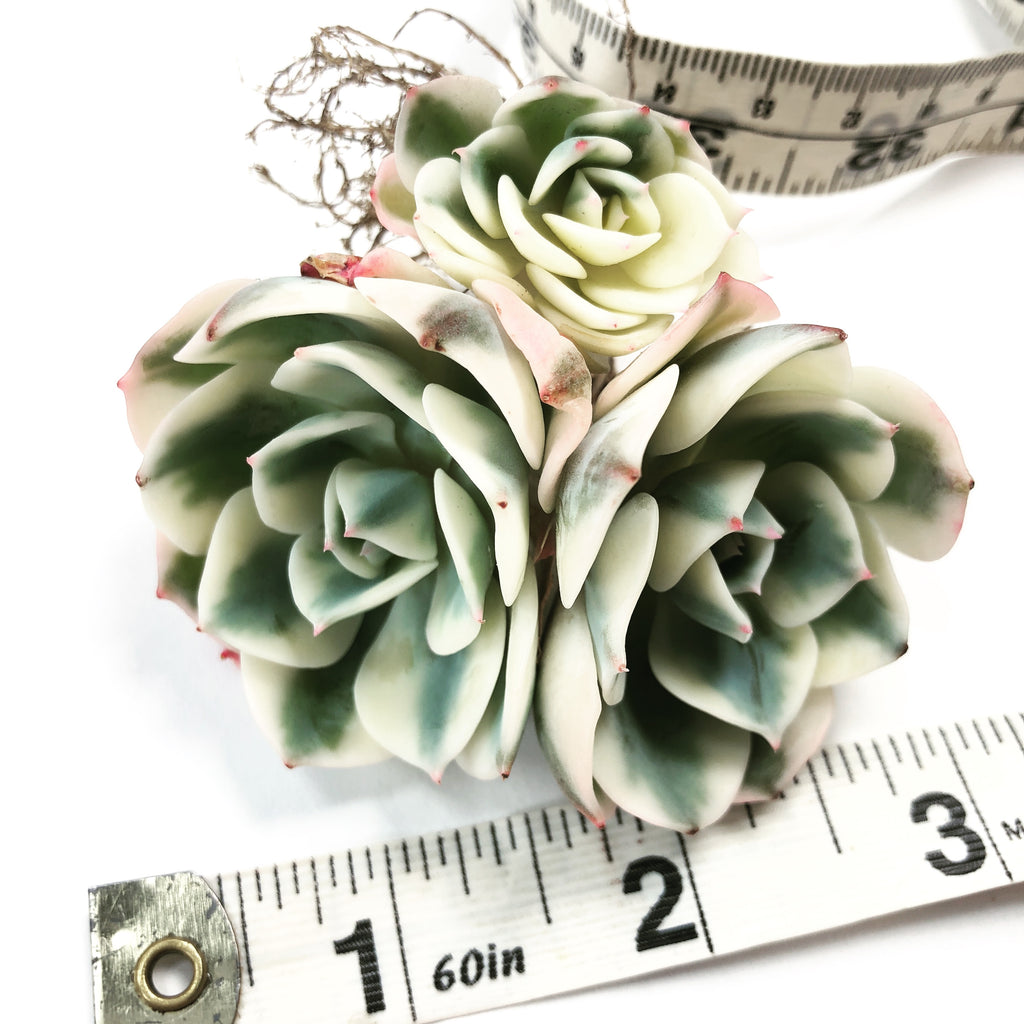 Echeveria Lenore Dean (Compton Carousel), Triple – Cedar Creek Farmhouse