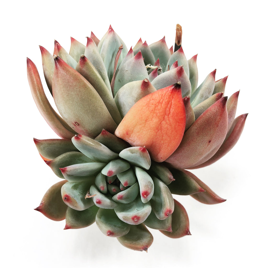 Echeveria Ratam, (Double) – Cedar Creek Farmhouse