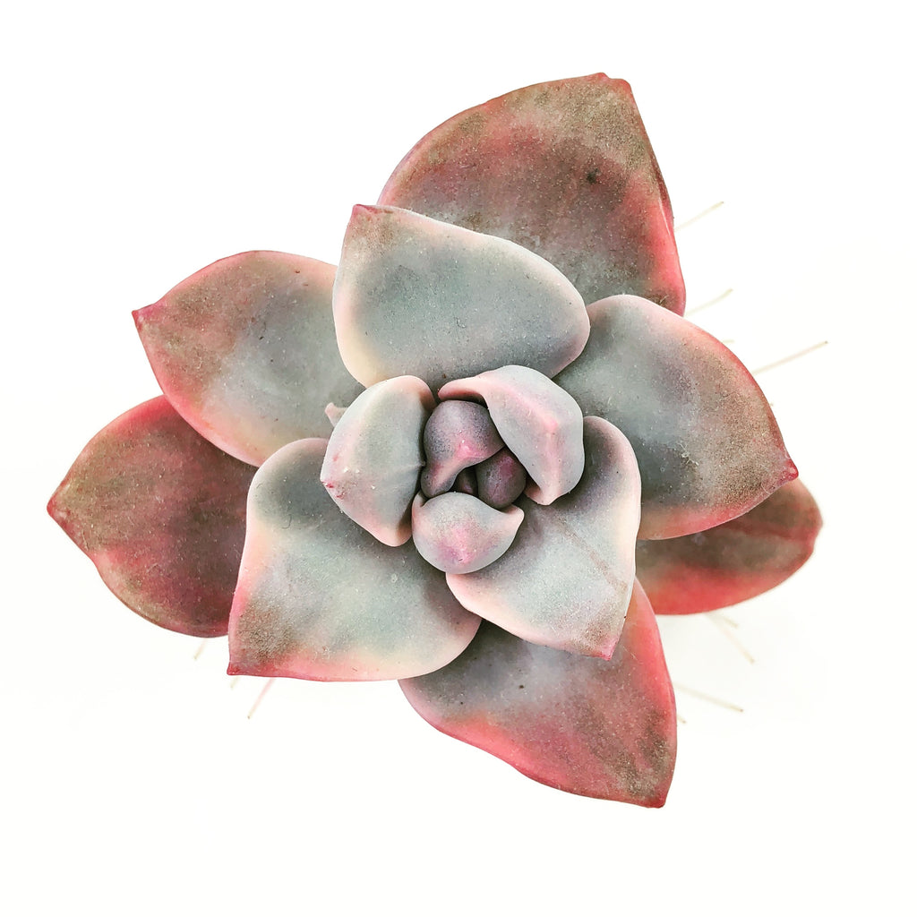 Graptoveria 'Gypsy' – Cedar Creek Farmhouse