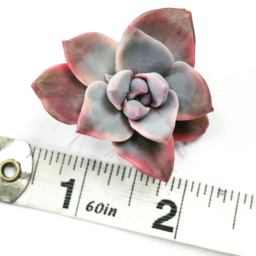 Graptoveria 'Gypsy' – Cedar Creek Farmhouse