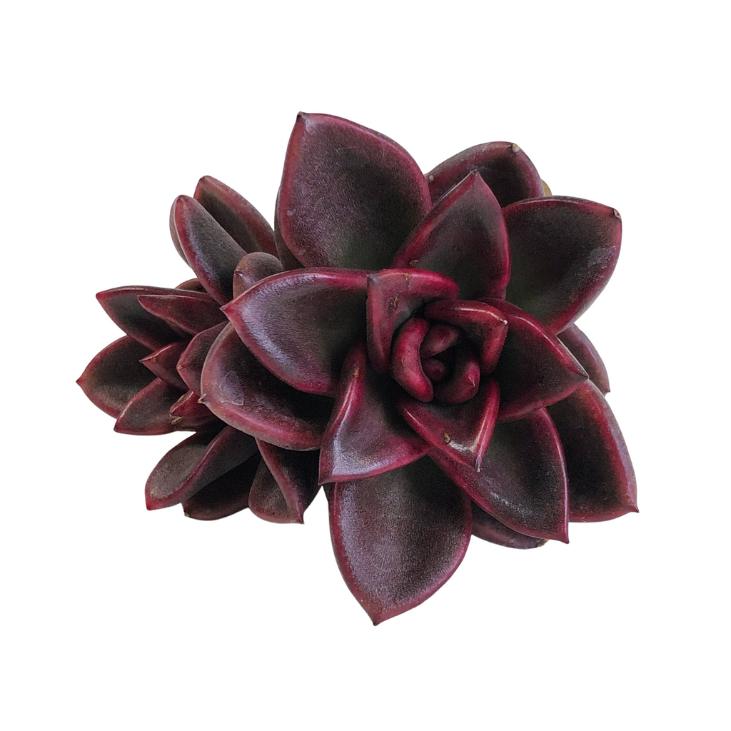 Echeveria Pine Rose – Cedar Creek Farmhouse