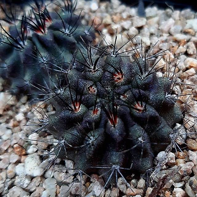 WHITE PEACOCK! Cacti Hybrid (Ortegocactus Macdougalii?) – Cedar Creek ...
