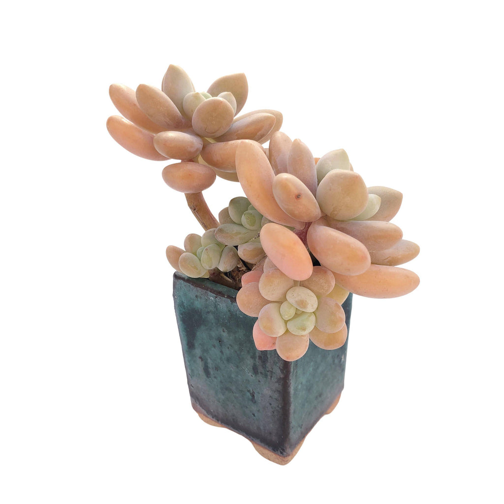 Pachyphytum Hybrid, Cluster – Cedar Creek Farmhouse