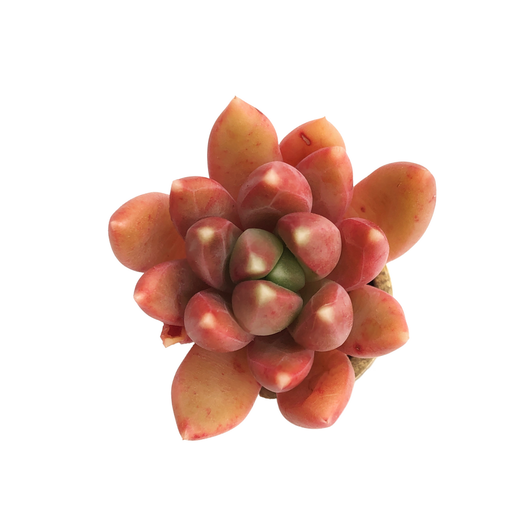 Pachyphytum Compactum – Cedar Creek Farmhouse