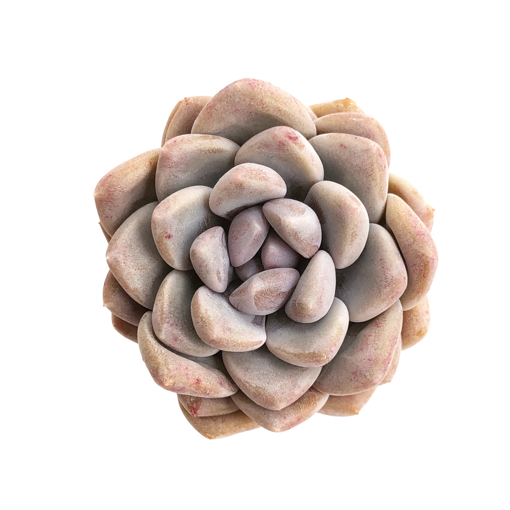 Pachyphytum Oviferum Tsukibijin Hybrid – Cedar Creek Farmhouse