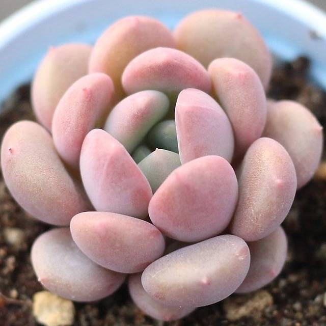 PRESALE Pachyphytum Moonstone Sp – Cedar Creek Farmhouse