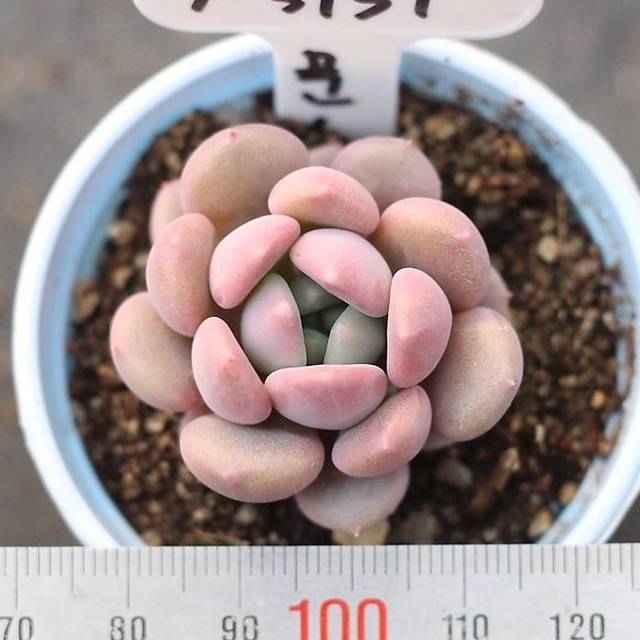 PRESALE Pachyphytum Moonstone Sp – Cedar Creek Farmhouse