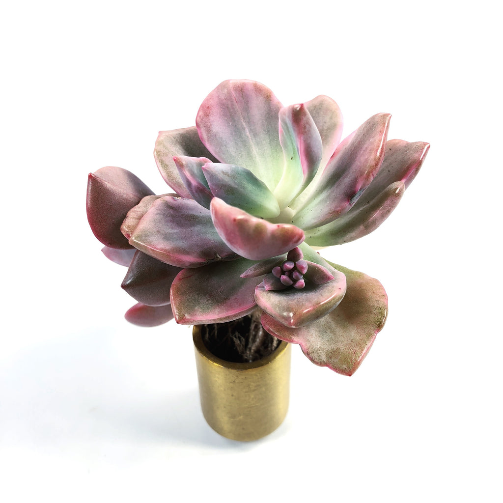 Graptoveria Gypsy, (Double +two pups) – Cedar Creek Farmhouse