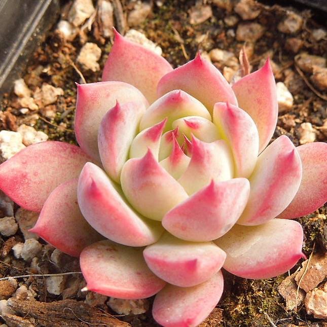 HALLOWEEN SPECIAL! PRESALE Echeveria Ruby Blush – Cedar Creek Farmhouse
