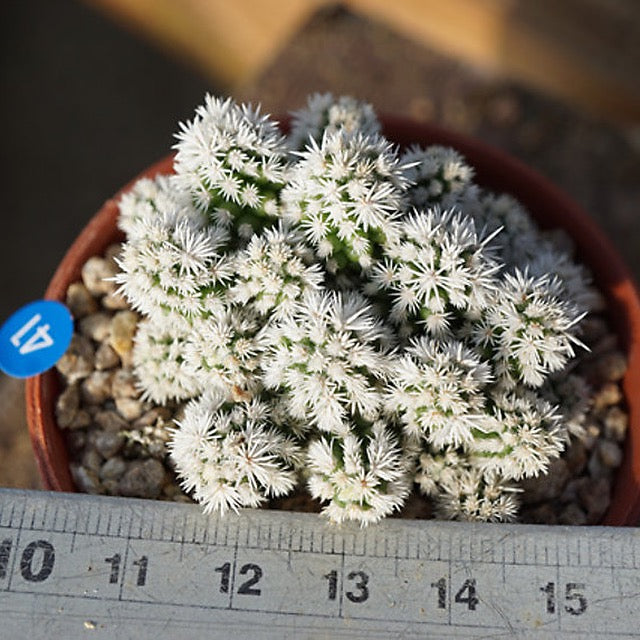 PRESALE Snowflake Cactus – Cedar Creek Farmhouse