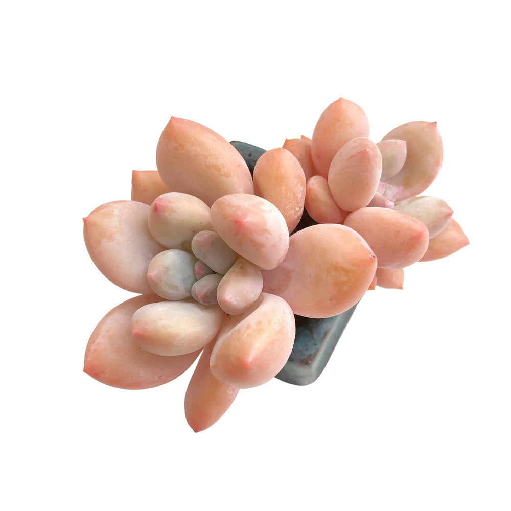 Pachyphytum cv Frevel – Cedar Creek Farmhouse