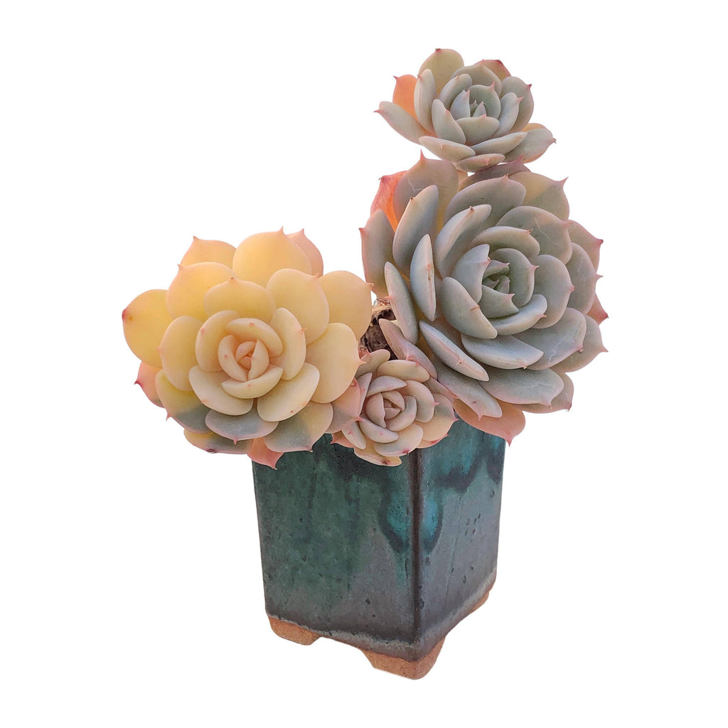 Echeveria Bluette, Variegated Cluster – Cedar Creek Farmhouse