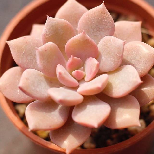 PRESALE Echeveria Mochella – Cedar Creek Farmhouse