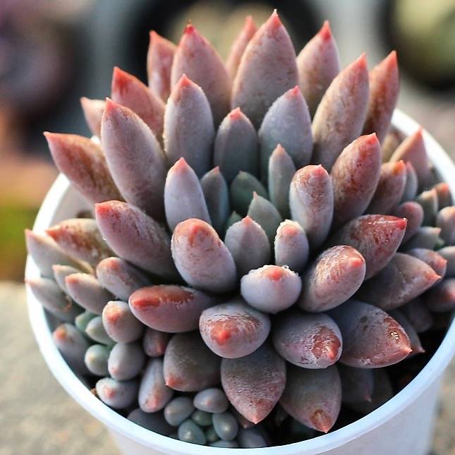 PRESALE Pachyphytum Machucae Hybrid – Cedar Creek Farmhouse