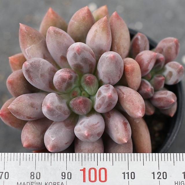 PRESALE Angel Finger, (Red Form) – Cedar Creek Farmhouse