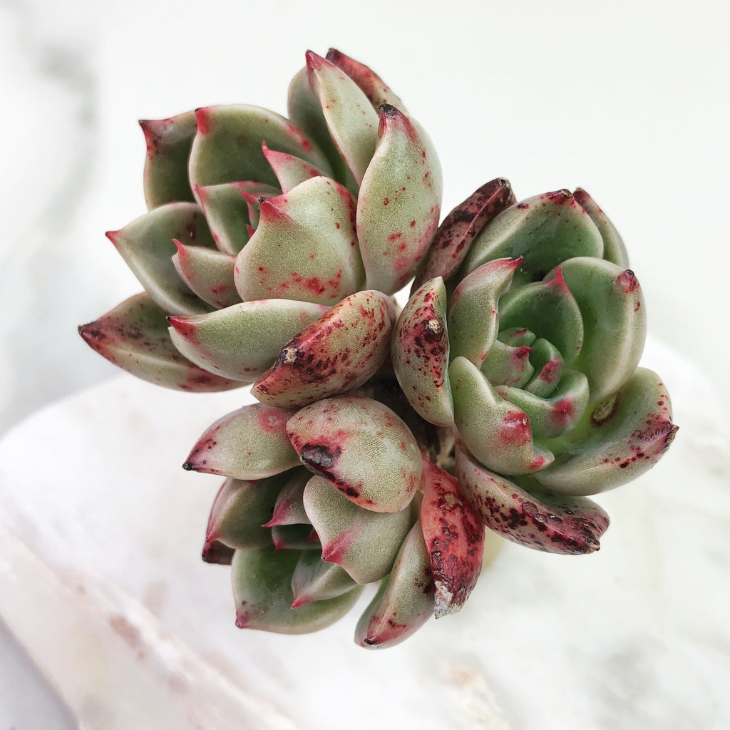 Echeveria Rudolf (Triple) – Cedar Creek Farmhouse