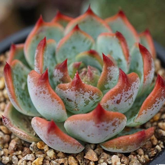 PRESALE Echeveria Ruby Blush, (Random) – Cedar Creek Farmhouse