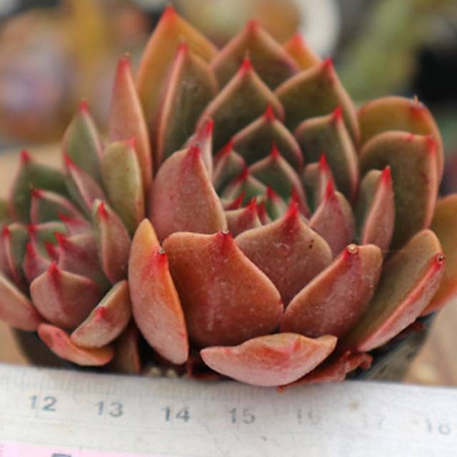 PRESALE Echeveria Rudolph, (Random) – Cedar Creek Farmhouse