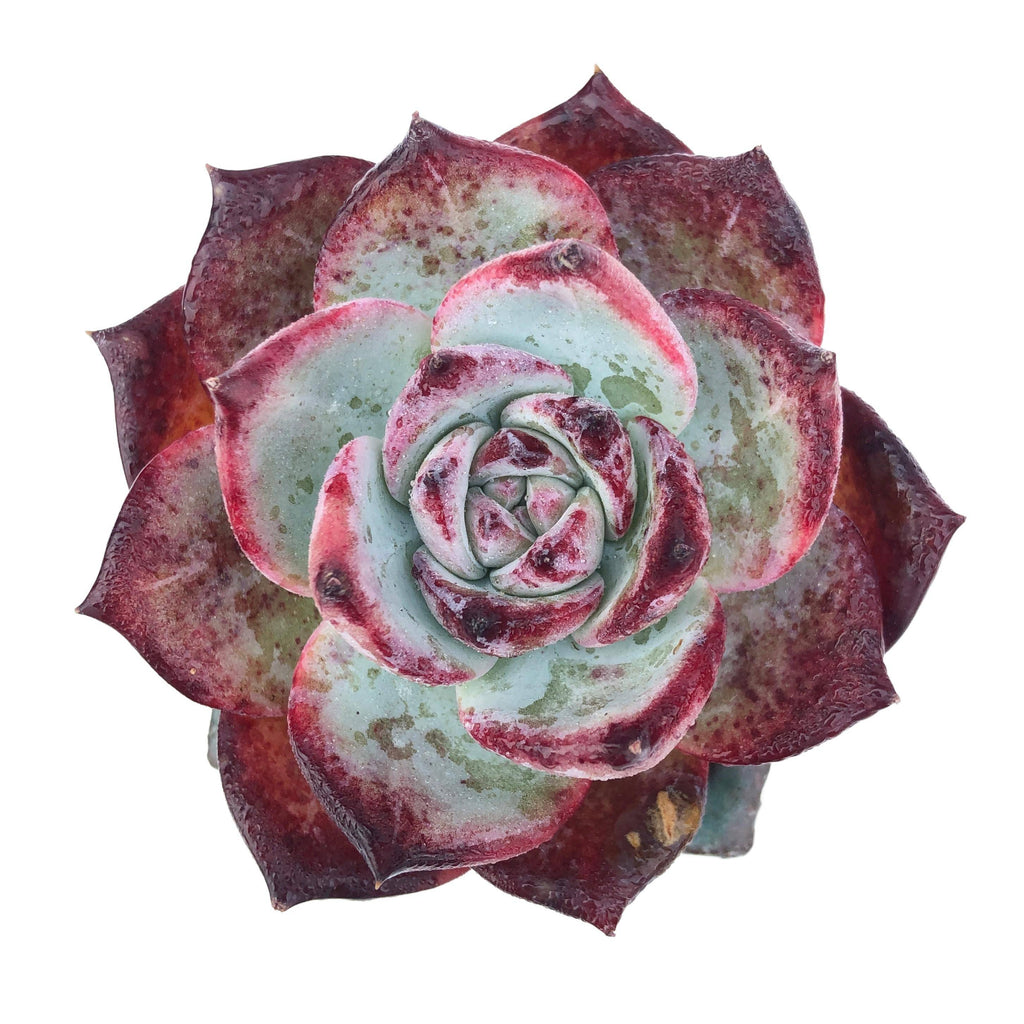 SPECIAL REQUESTS- Echeveria Ratam Hybrid – Cedar Creek Farmhouse