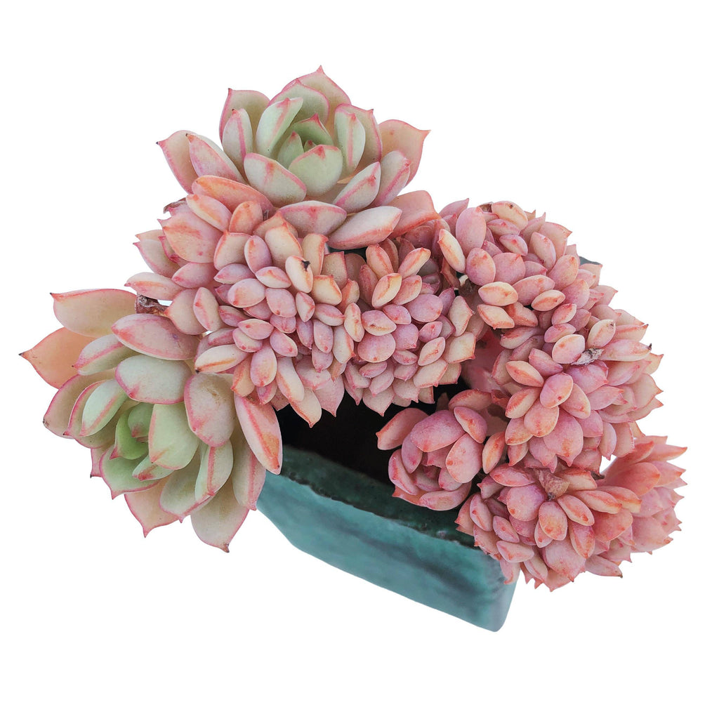 Echeveria Deren Oliver, Cristata – Cedar Creek Farmhouse