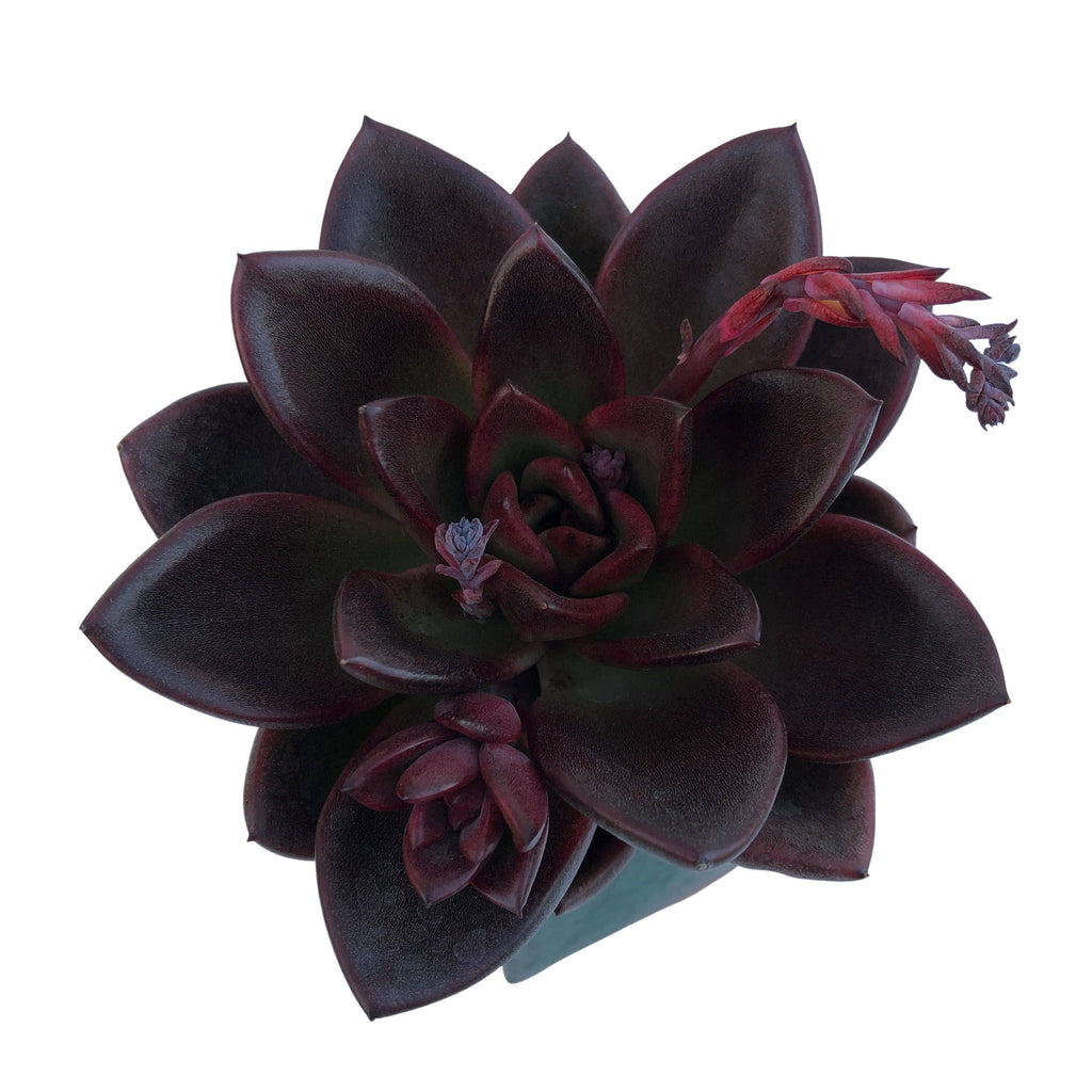 Echeveria Pine Rose, Large (Randomish) – Cedar Creek Farmhouse
