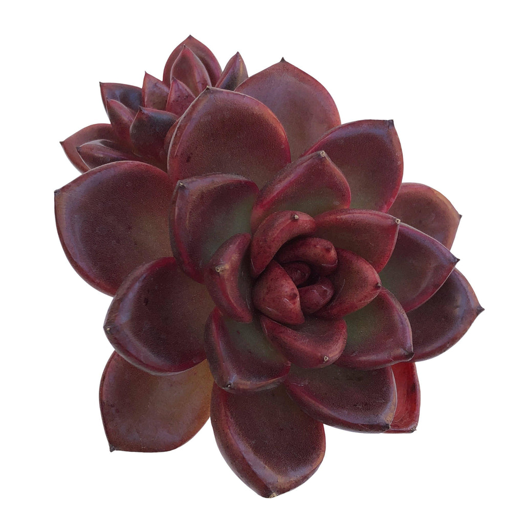 SPECIAL REQUEST- Echeveria Pine Rose, Mature – Cedar Creek Farmhouse