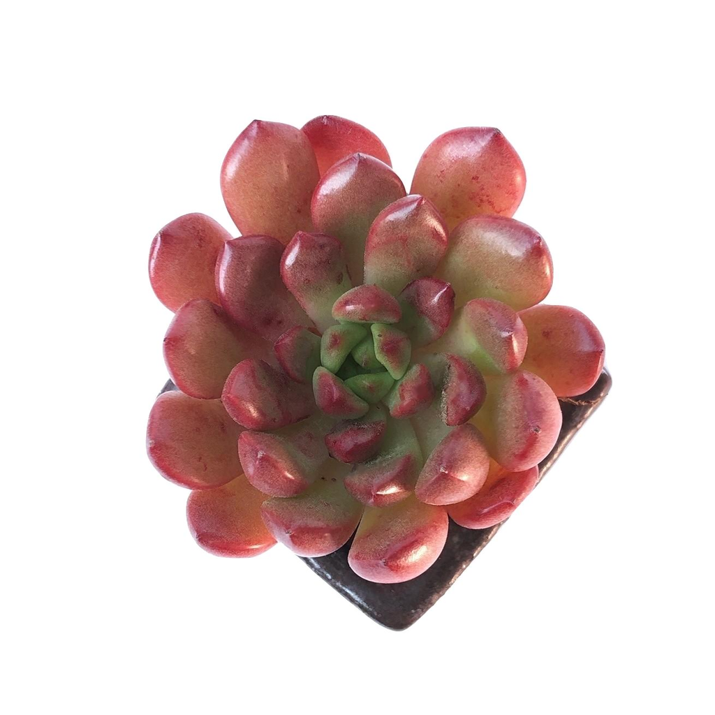 Sale! Echeveria Pink Ruby – Cedar Creek Farmhouse