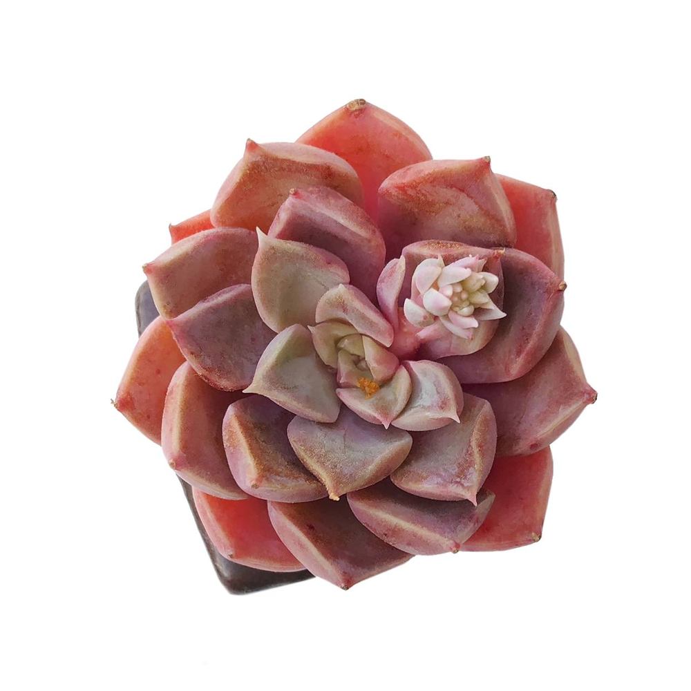 Echeveria Mohican – Cedar Creek Farmhouse