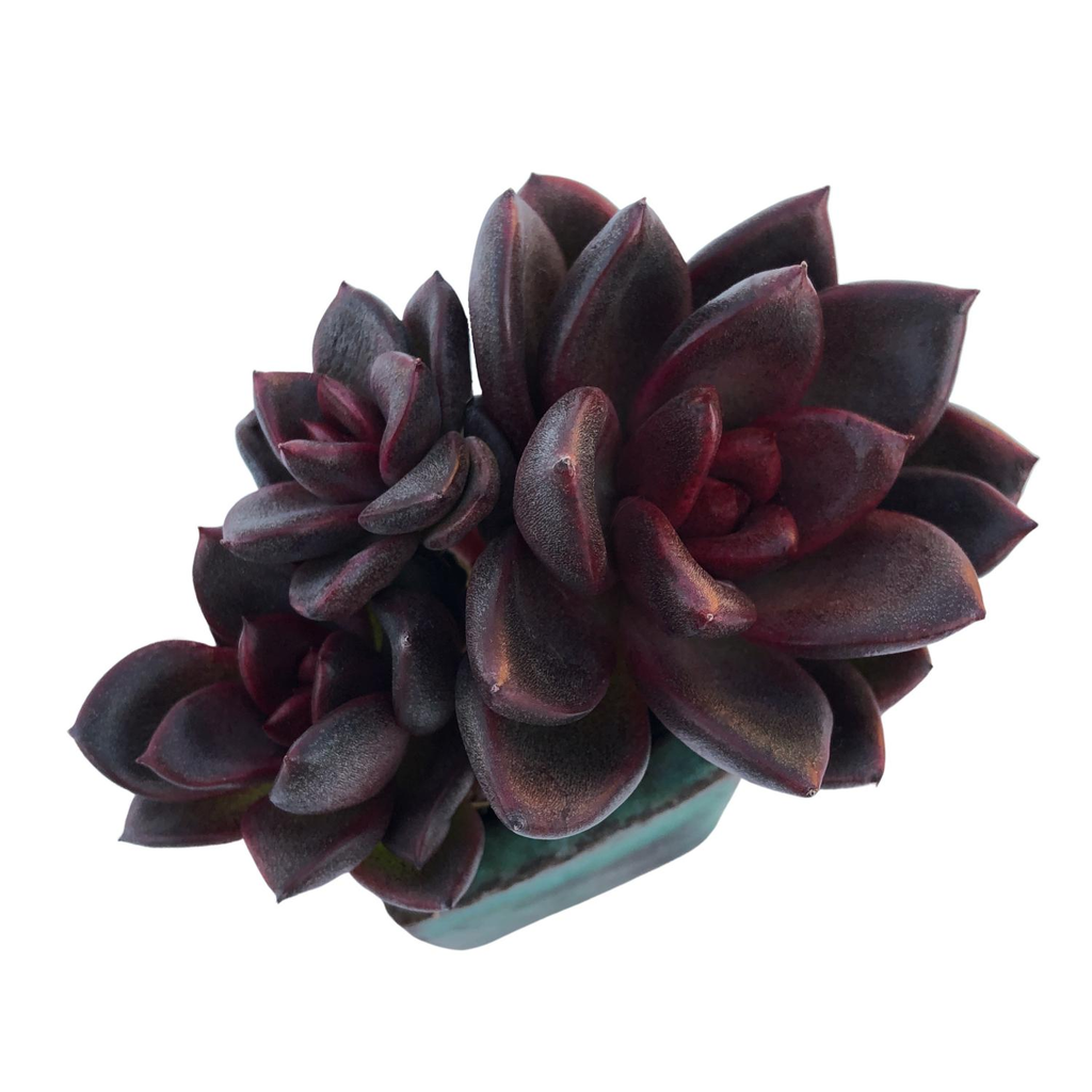 Echeveria Pine Rose, Triple – Cedar Creek Farmhouse