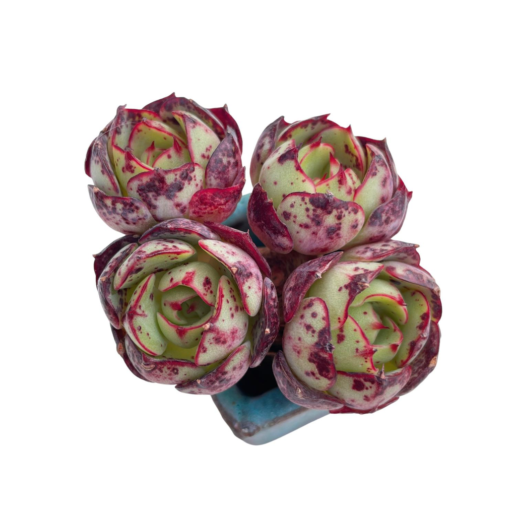 Echeveria Love Fire, Cluster – Cedar Creek Farmhouse