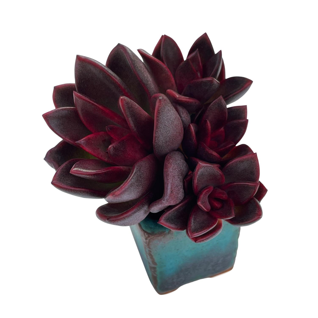 Echeveria Pine Rose, Cluster – Cedar Creek Farmhouse