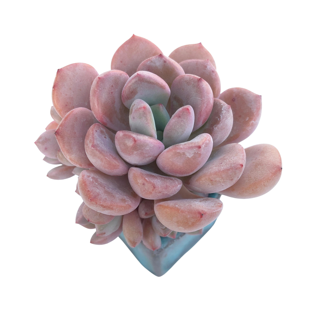 SALE! Echeveria Alandron, Cluster – Cedar Creek Farmhouse