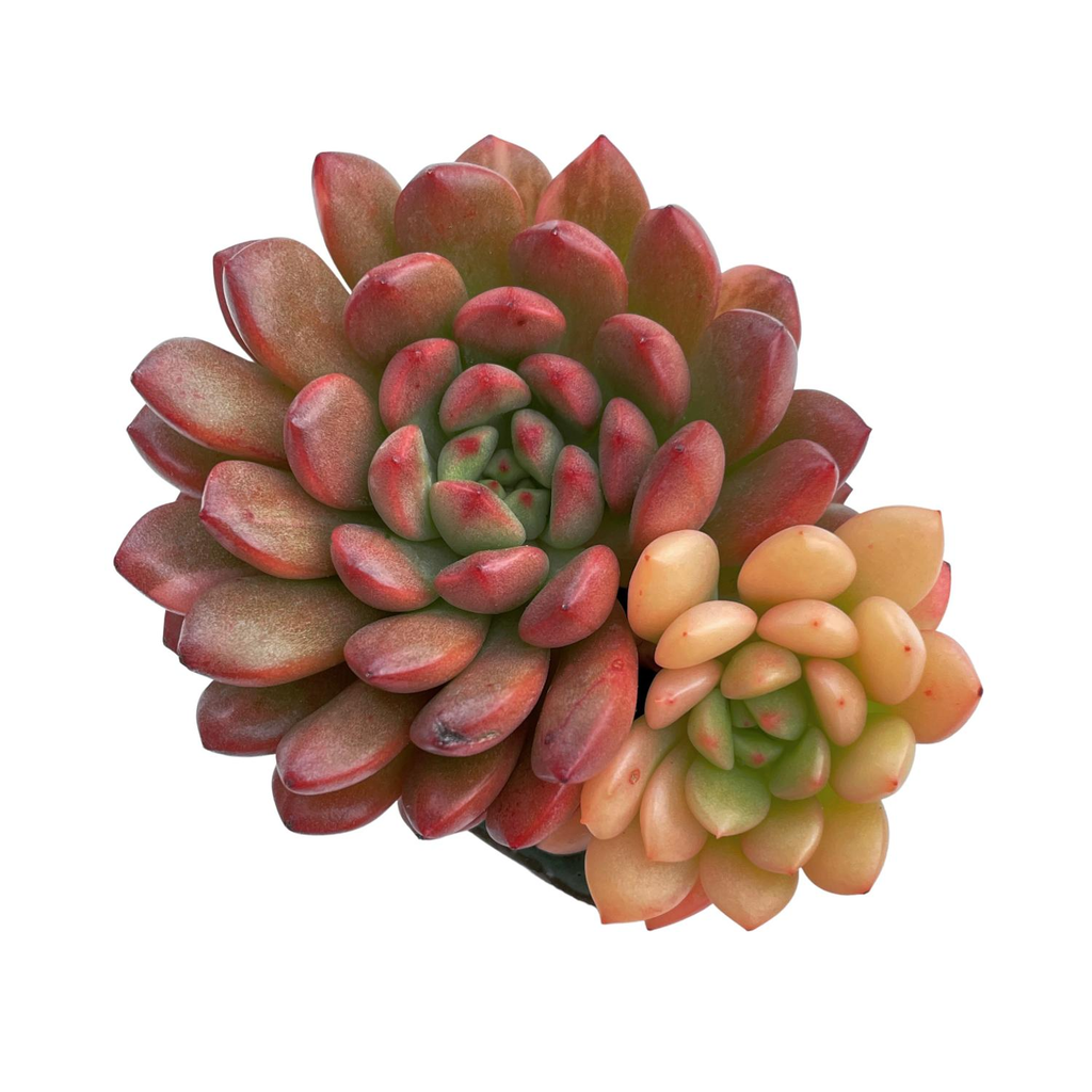 Sedeveria Pink Ruby, Variegata – Cedar Creek Farmhouse
