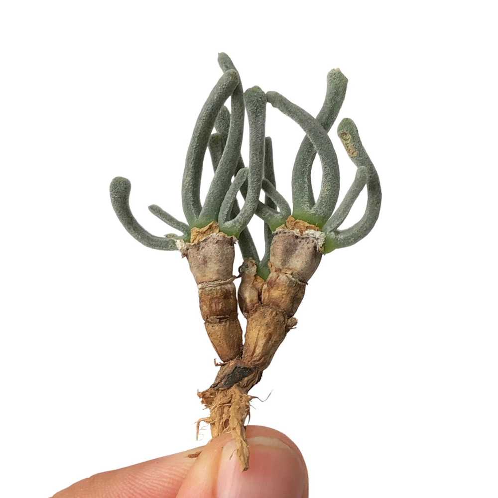 SALE! Monilaria Moniliforme – Cedar Creek Farmhouse
