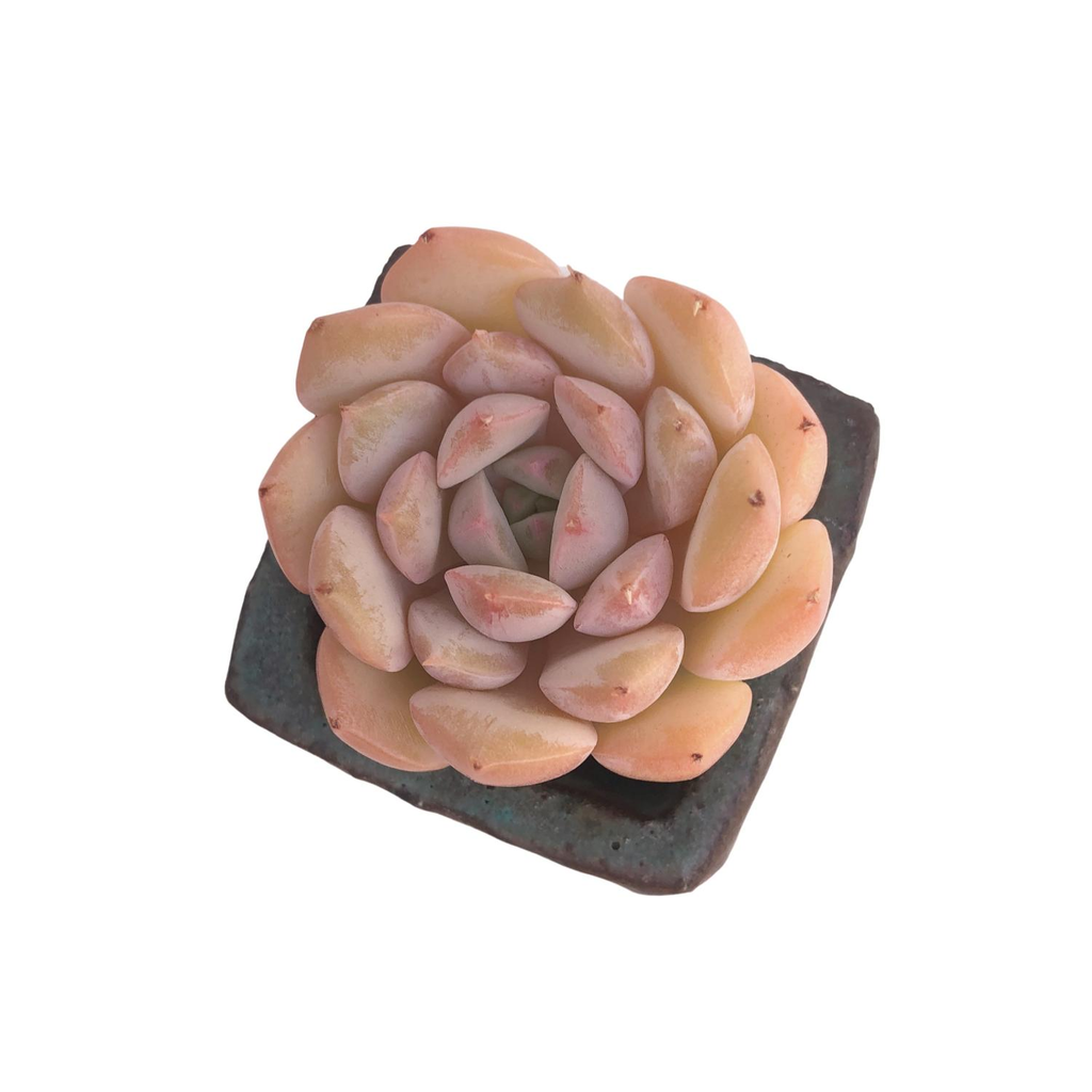 Echeveria Clara, Small – Cedar Creek Farmhouse