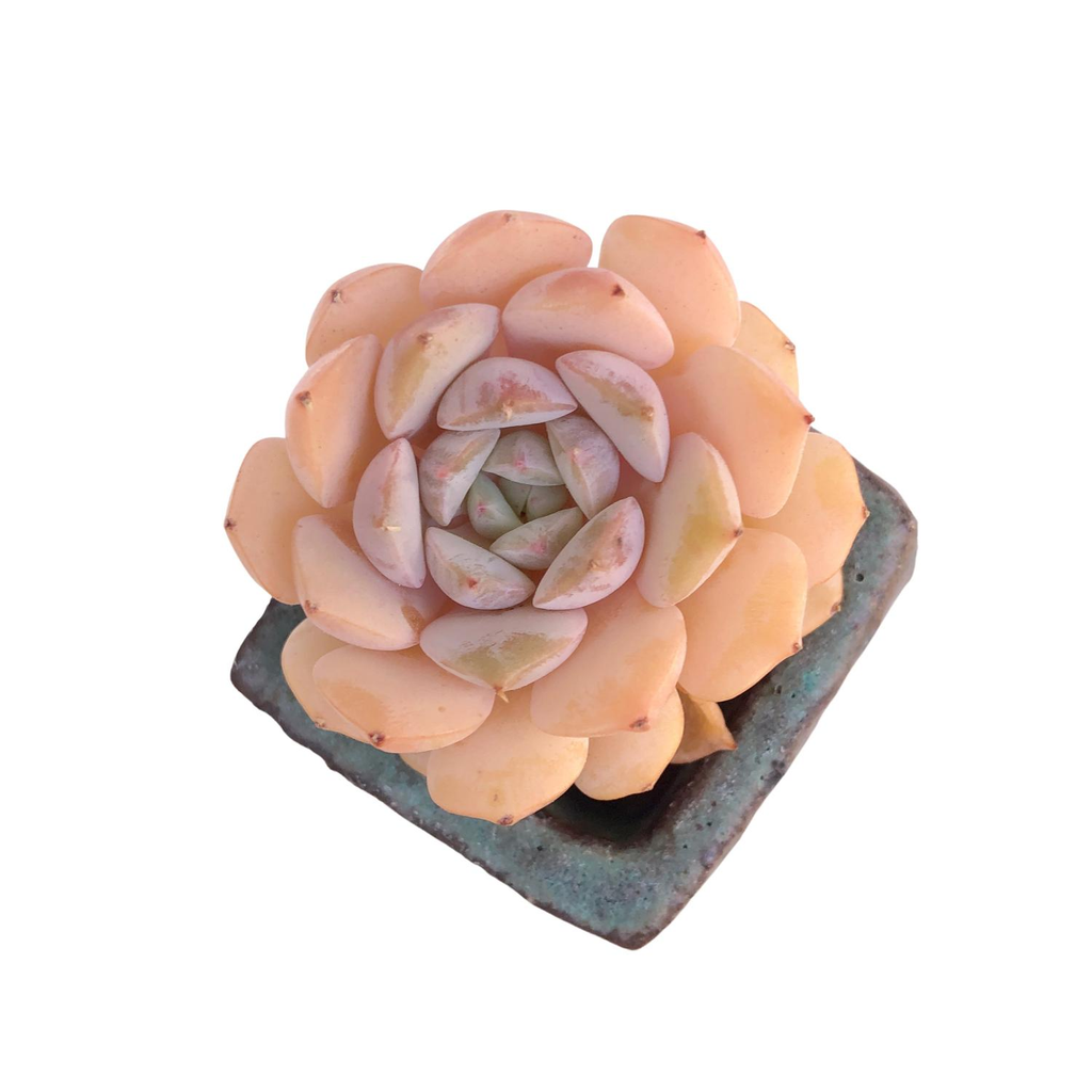 Echeveria Clara, Small (Not All Are Perfectly Symmetrical), Random ...