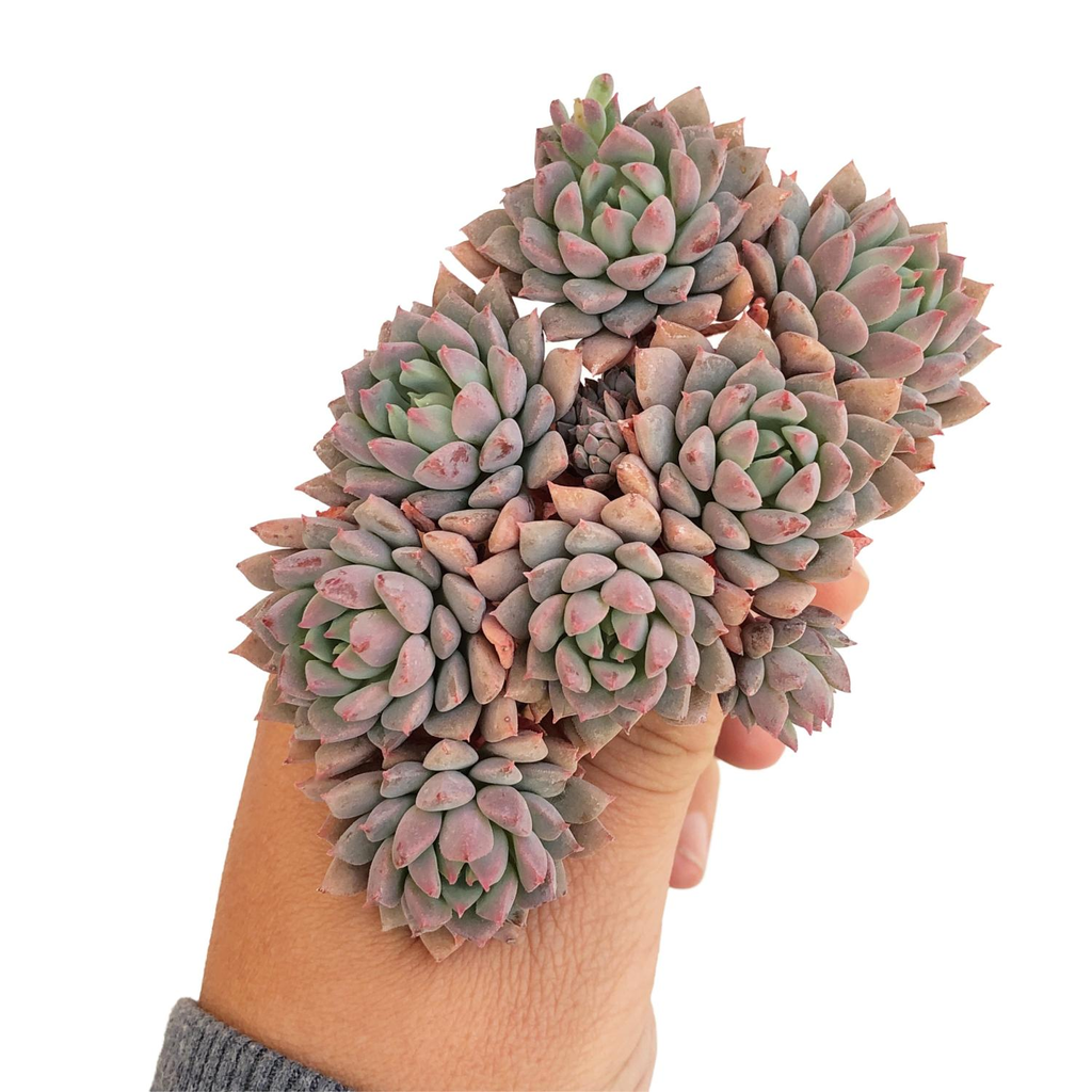 Echeveria Chrissy n Ryan, Cluster – Cedar Creek Farmhouse