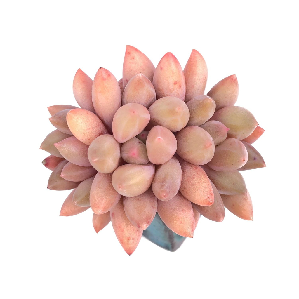 Pachyphytum Angel Fingers, (Small Cluster) – Cedar Creek Farmhouse